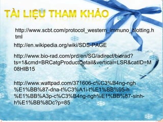 Western blot1 | PPT