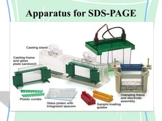 SDS-PAGE and Western blotting | PPTX | Chemistry | Science