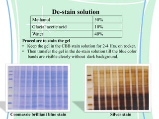 SDS-PAGE and Western blotting | PPTX