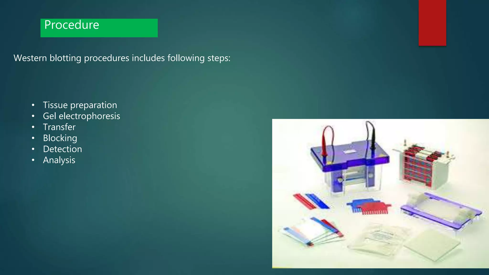 Western blot principles [day1) | PPTX