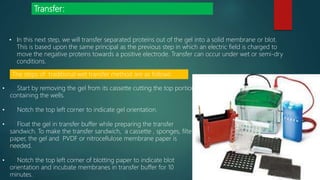 Western blot principles [day1) | PPTX