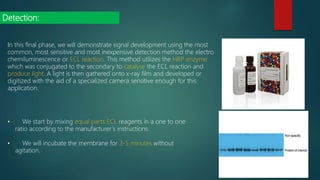 Western blot principles [day1) | PPTX