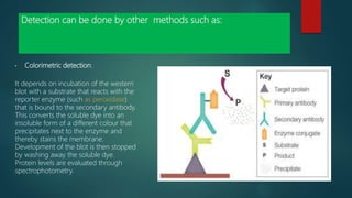 Western blot principles [day1) | PPT