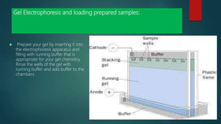 Western blot principles [day1) | PPTX