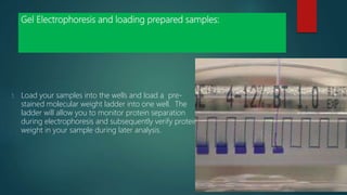 Western blot principles [day1) | PPTX