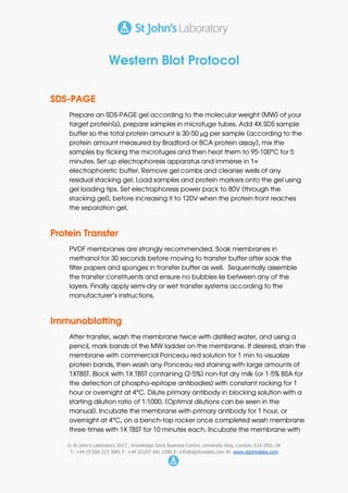 Western Blot Protocol - St John's Laboratory | PDF