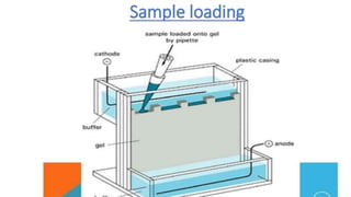 WESTERN BLOT TECHNIQUES 2 dr. aryandi.pptx
