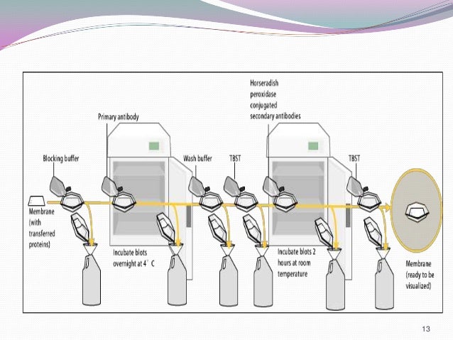Western Blotting Diagram