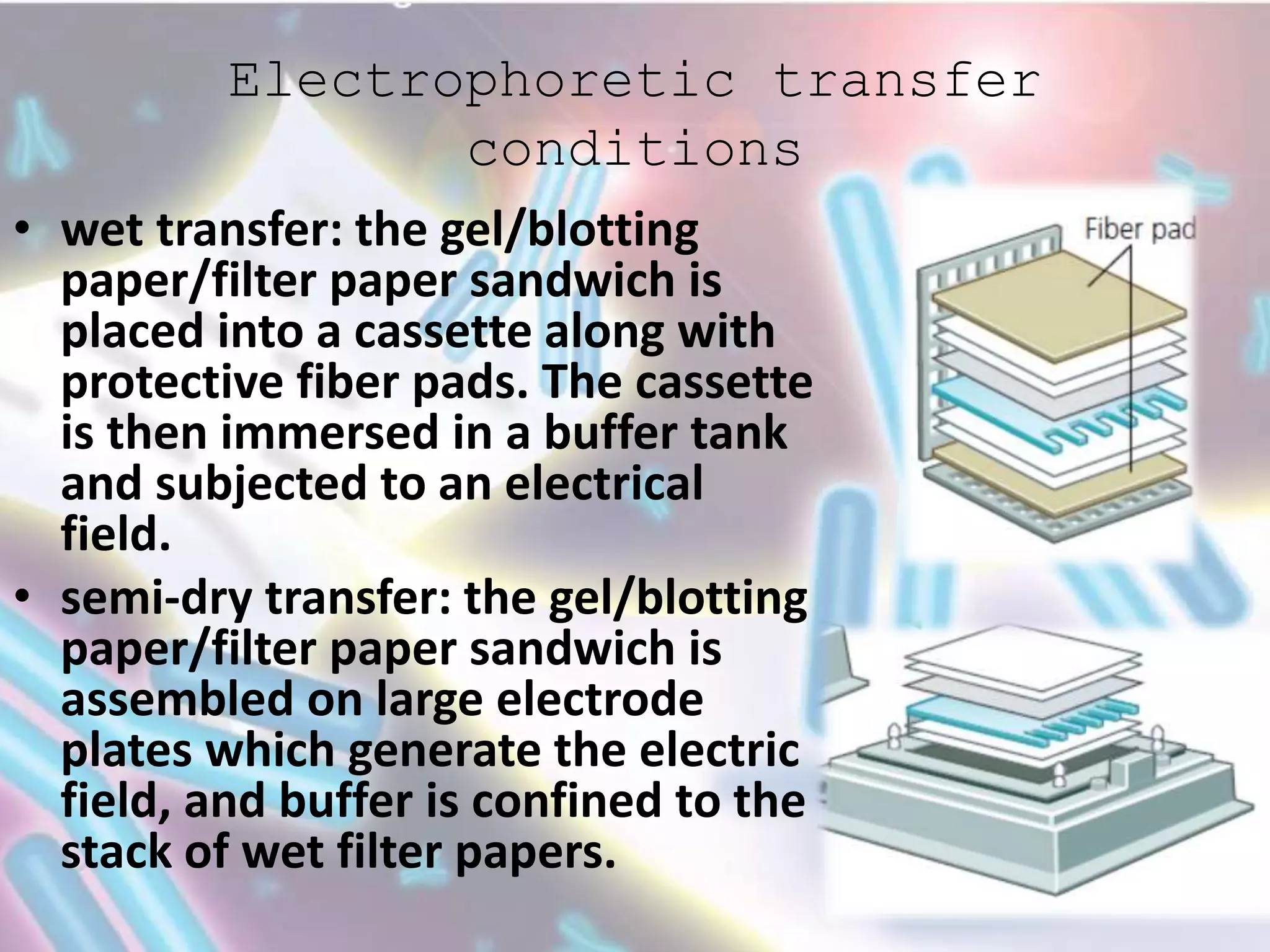 Western blotting | PPTX