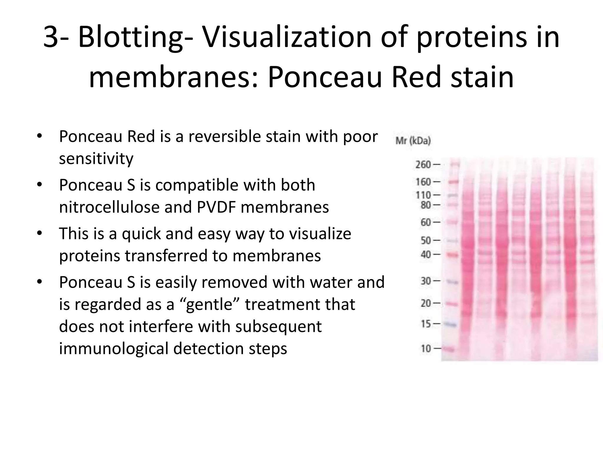 Western blotting | PPTX