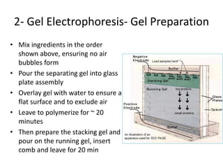 Western blotting | PPTX