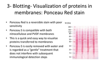 Western blotting | PPTX