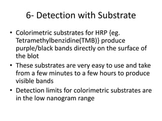 Western blotting | PPTX