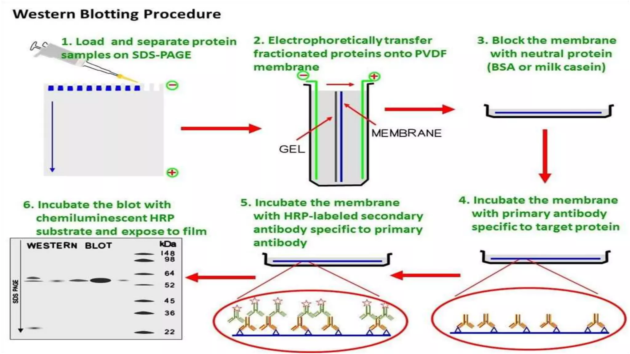 Western blotting | PPTX
