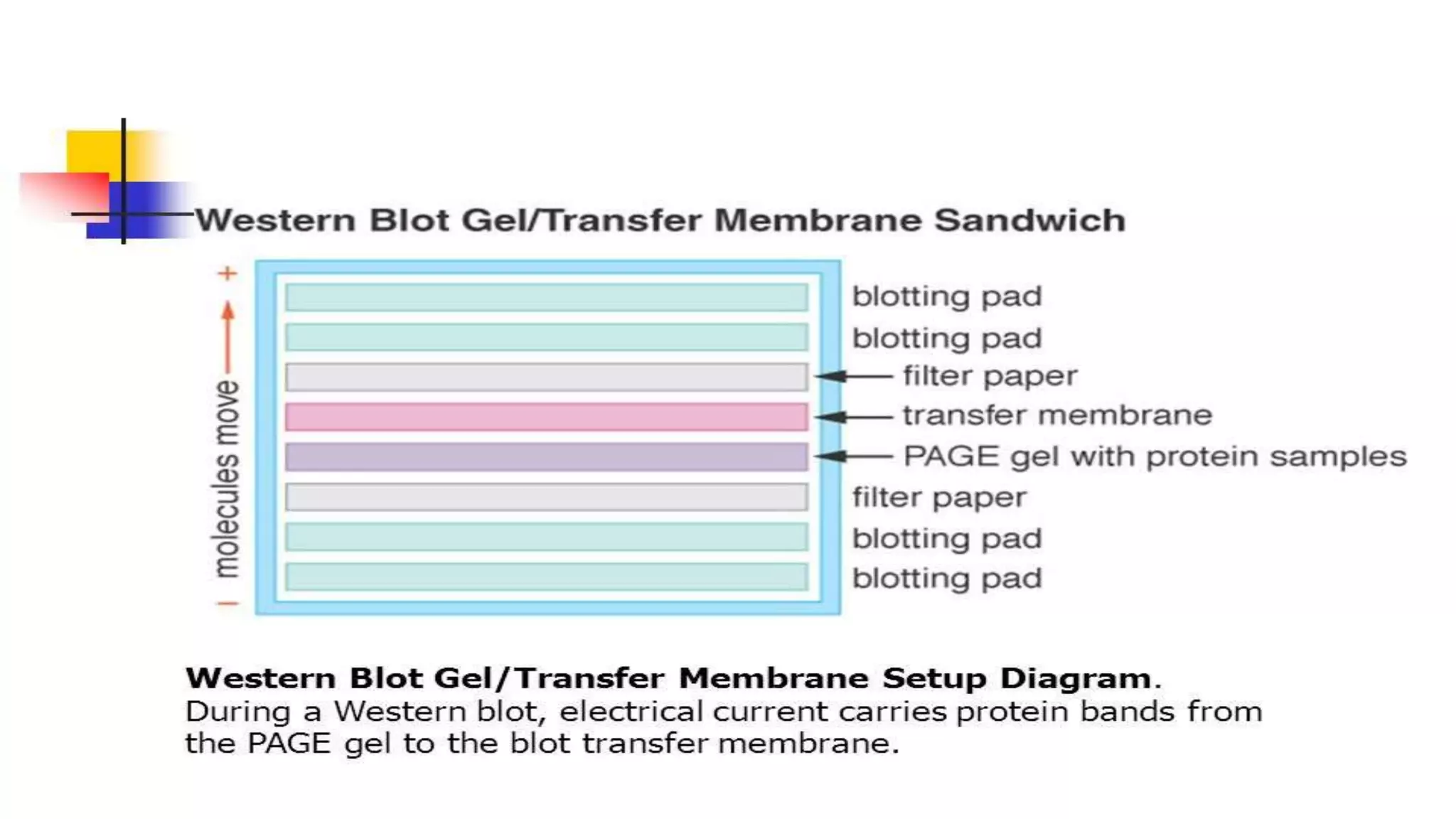 Western blotting | PPTX