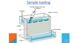 Western blotting | PPTX