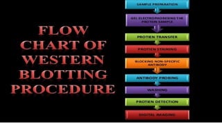 Western Blotting Flow Chart
