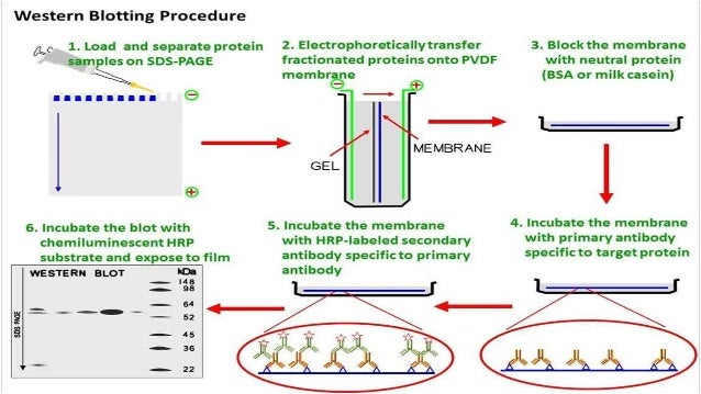Western Blotting Diagram