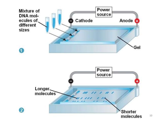 Western Blotting Technique | PPTX | Chemistry | Science