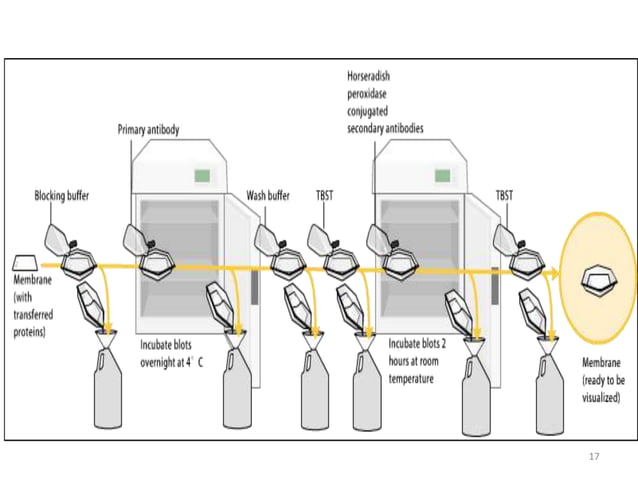 Western Blotting Technique | PPTX | Chemistry | Science