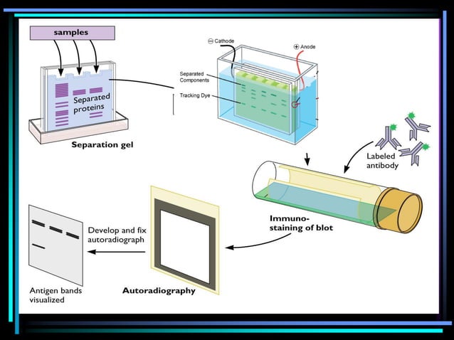 Western blotting & its applications | PDF
