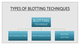 Western blotting | PPTX