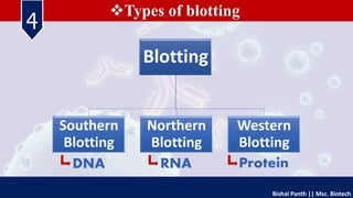 Western blotting | PPTX