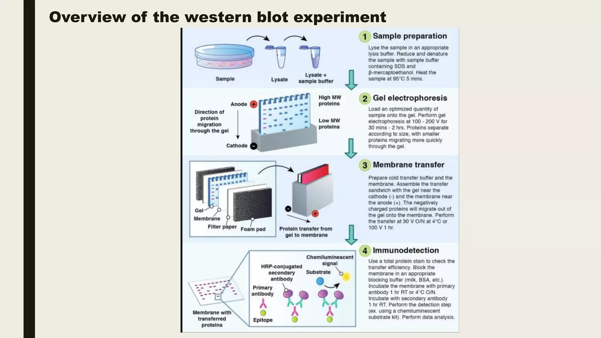 Western blotting | PPTX | Chemistry | Science