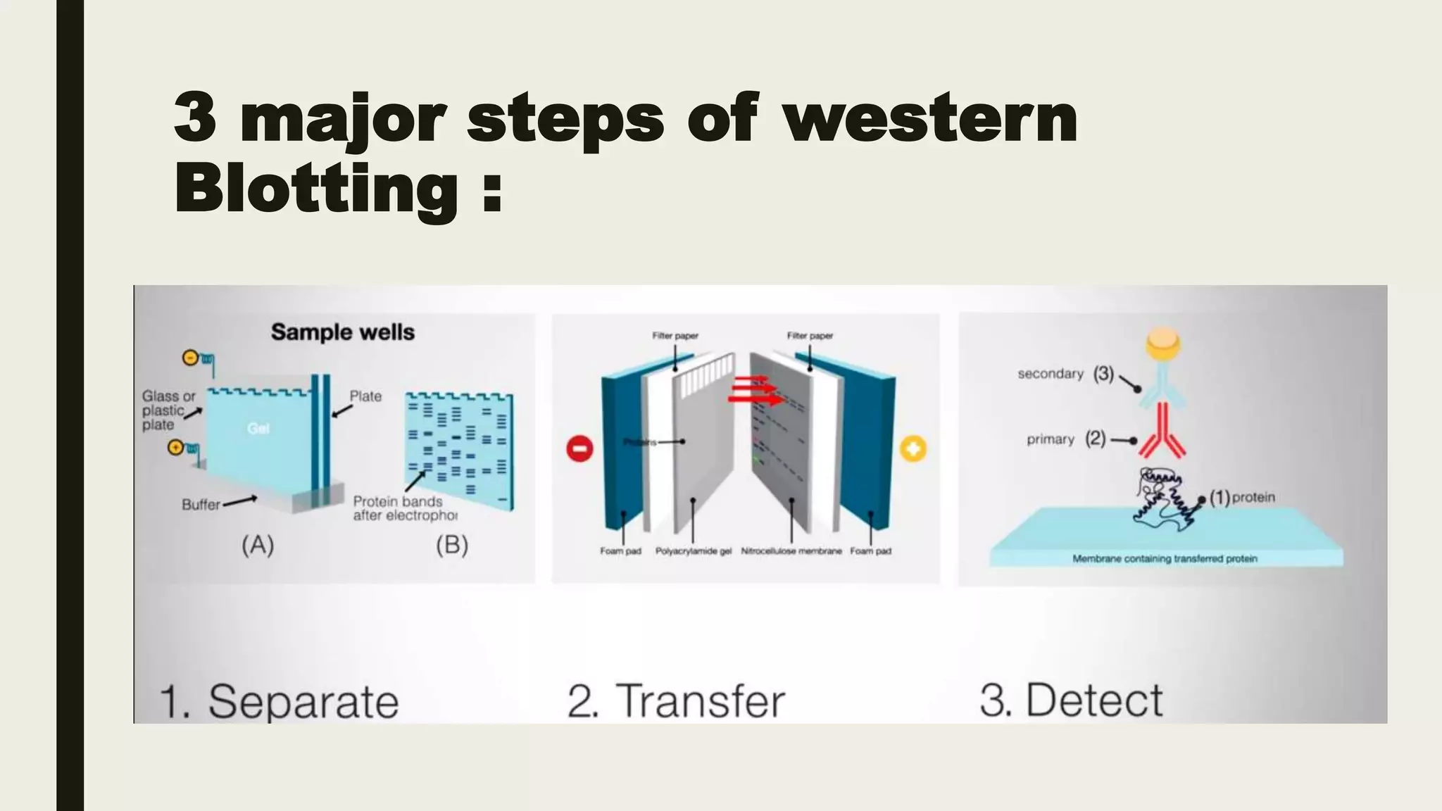 Western blotting | PPTX