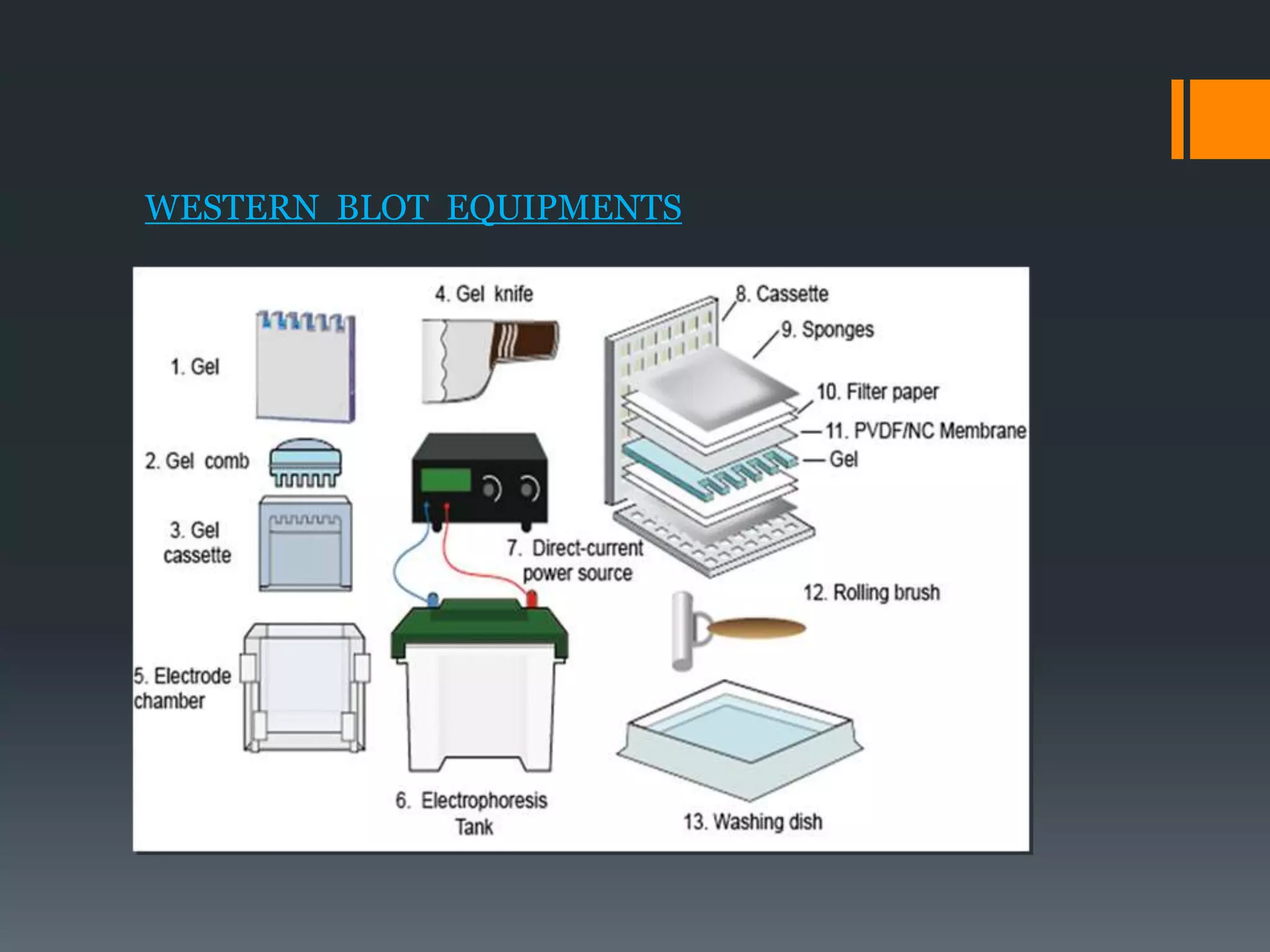 WESTERN BLOTTING.pptx