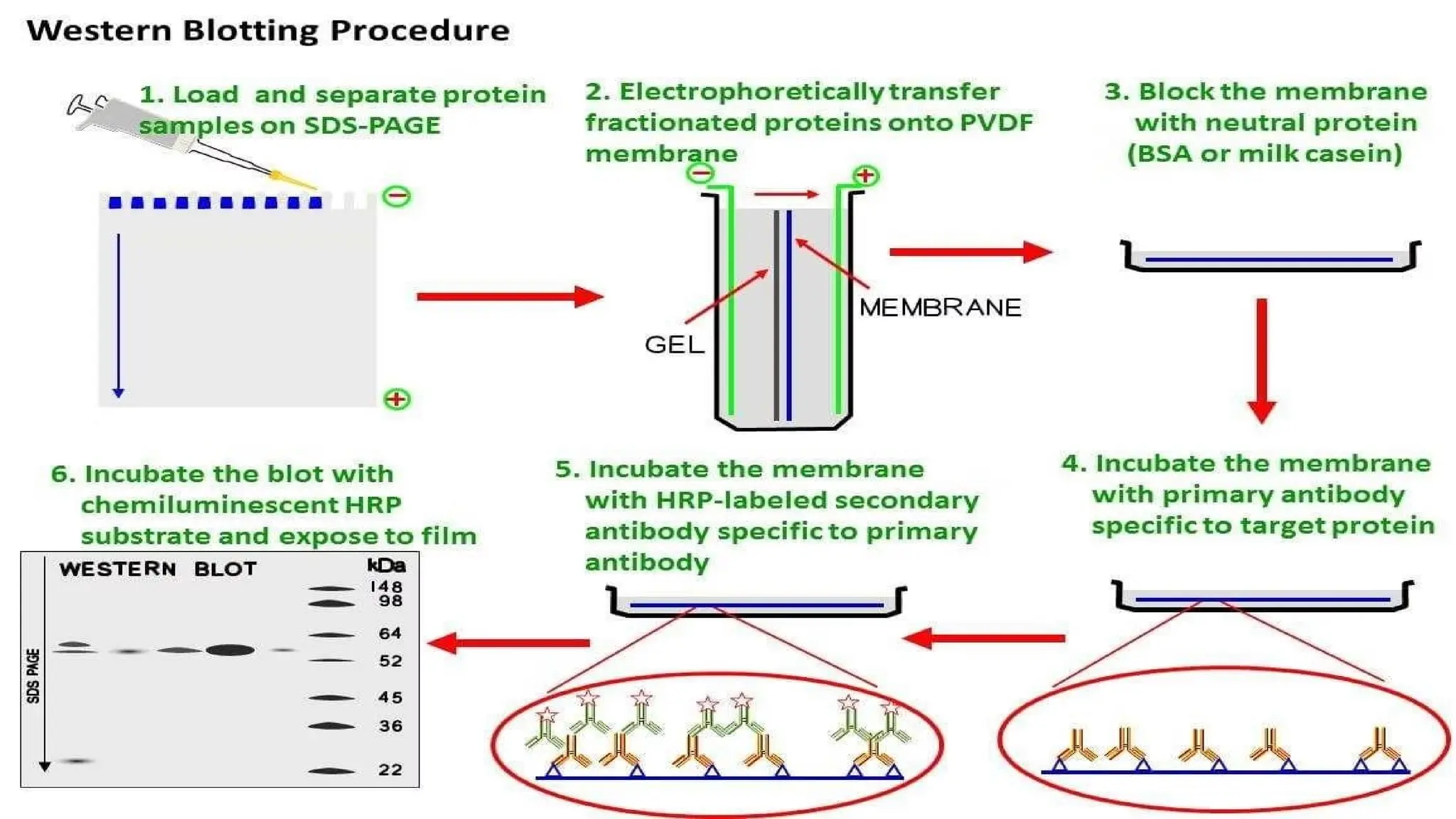 WESTERN BLOTTING - immunology and immunotechnology | PPTX