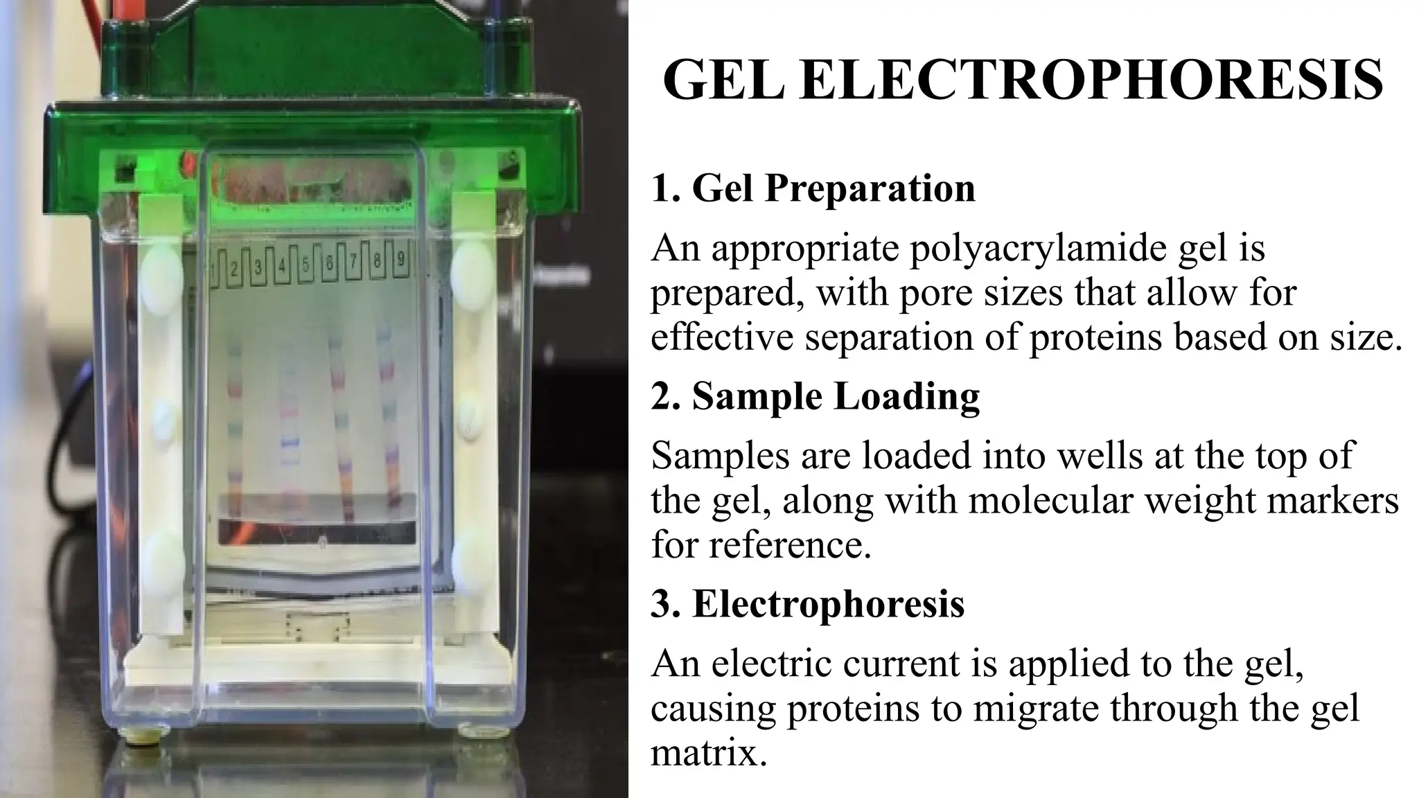 WESTERN BLOTTING - immunology and immunotechnology | PPTX