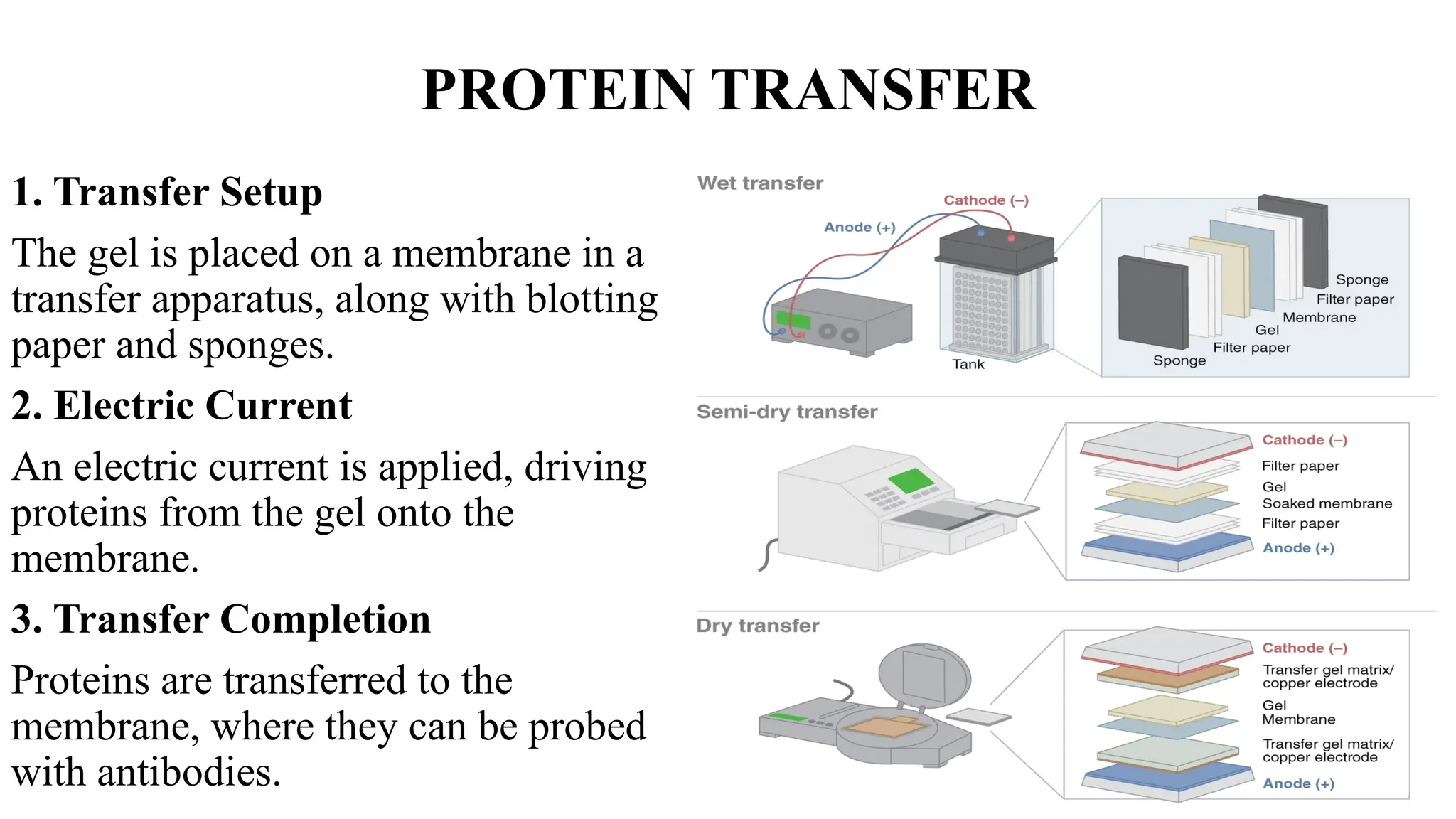 WESTERN BLOTTING - immunology and immunotechnology | PPTX