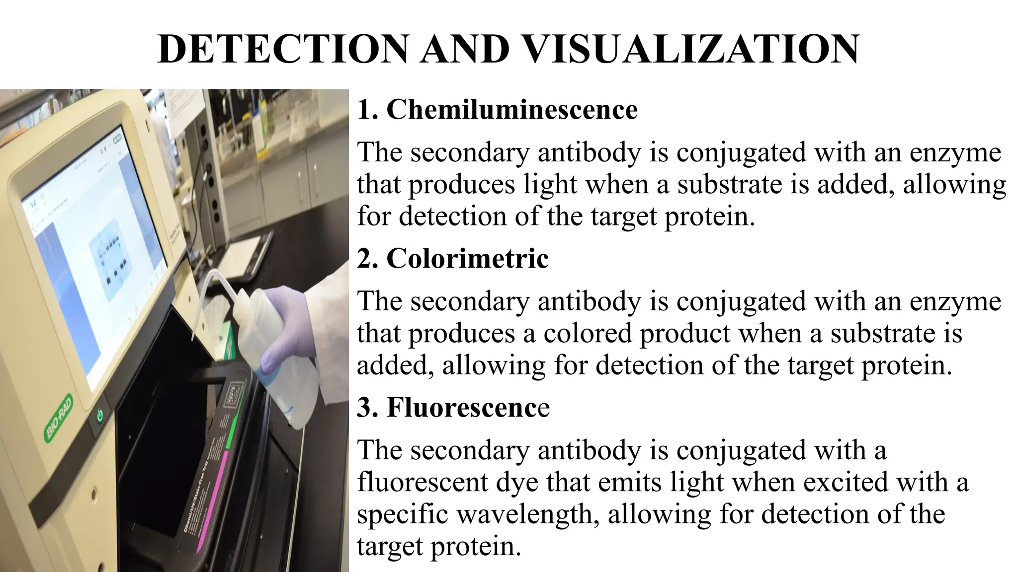 WESTERN BLOTTING - immunology and immunotechnology | PPTX