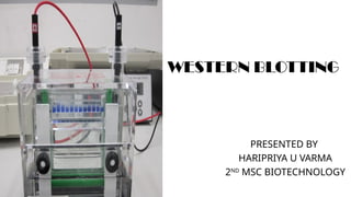 WESTERN BLOTTING - immunology and immunotechnology | PPTX