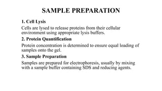 WESTERN BLOTTING - immunology and immunotechnology | PPTX