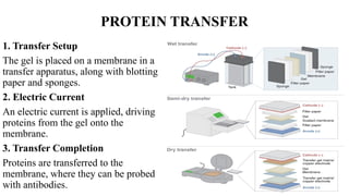 WESTERN BLOTTING - immunology and immunotechnology | PPTX