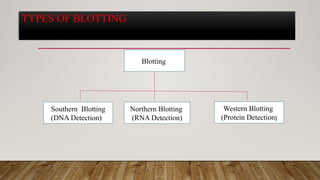 western Blotting test and classification.pptx