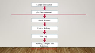western Blotting test and classification.pptx