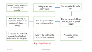 Western blotting | PPTX