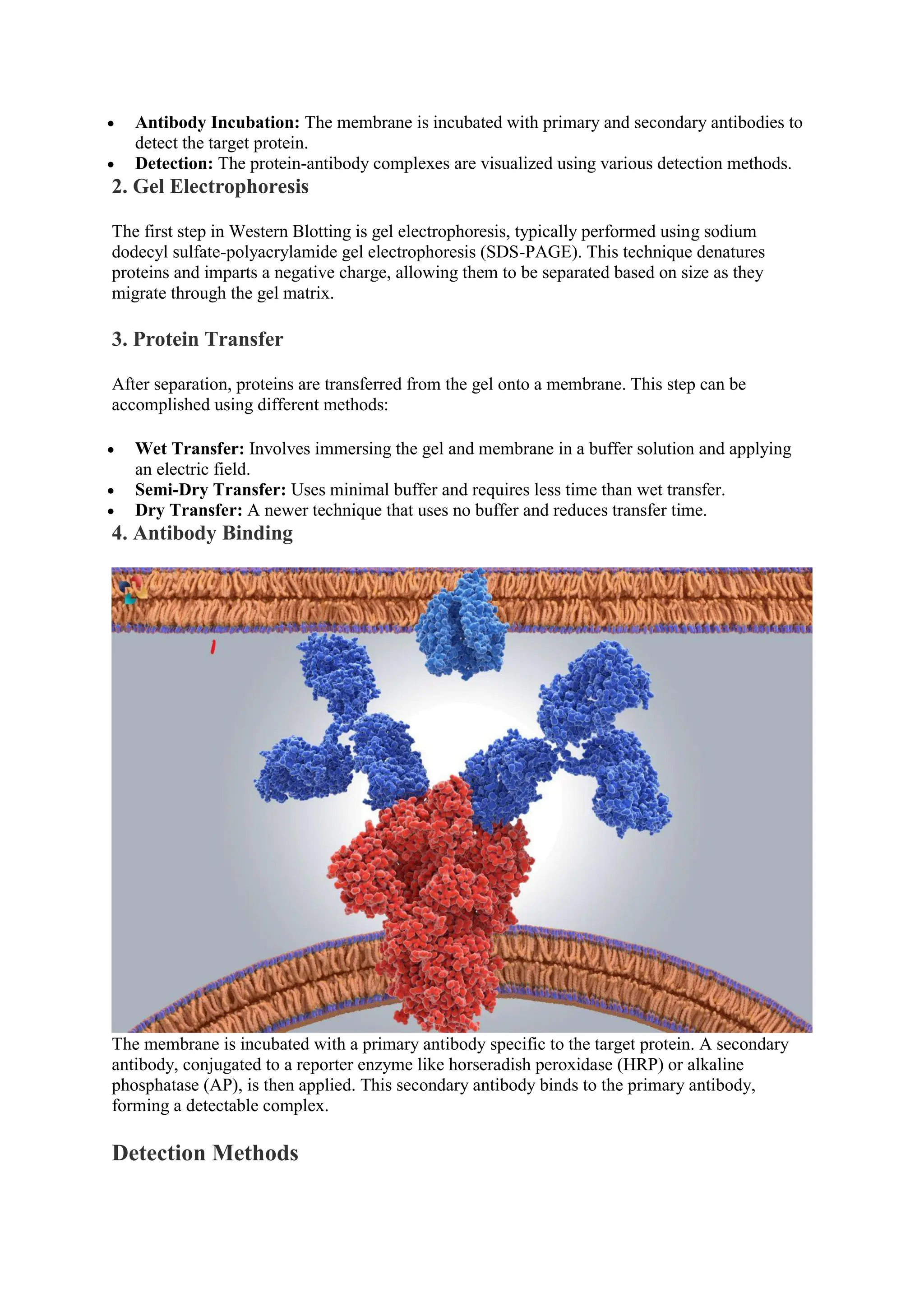 Western Blotting: Techniques, Applications, and Innovations | The ...