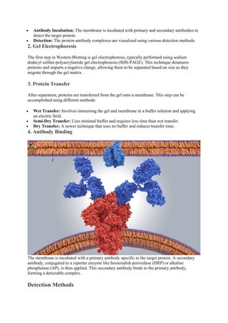Western Blotting: Techniques, Applications, and Innovations | The ...