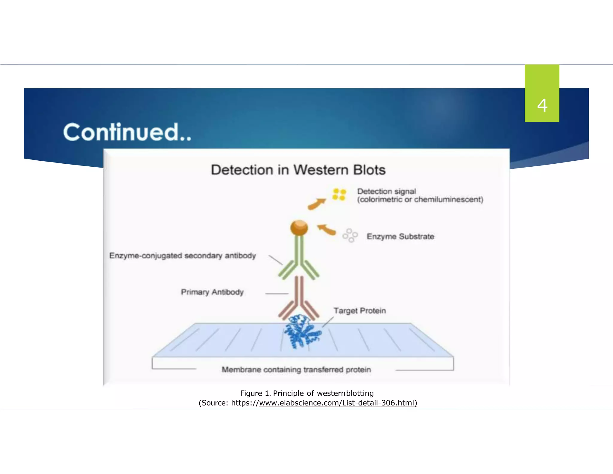 Western blotting | PPTX | Chemistry | Science