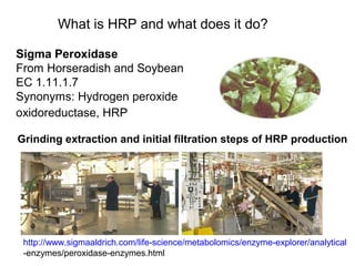 Western Blotting Lecture | PPT