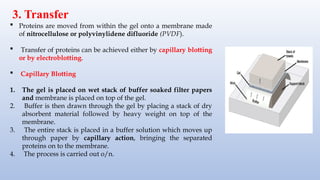 Western blotting in Molecular Biology and Biotechnology | PPT