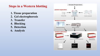Western blotting in Molecular Biology and Biotechnology | PPTX