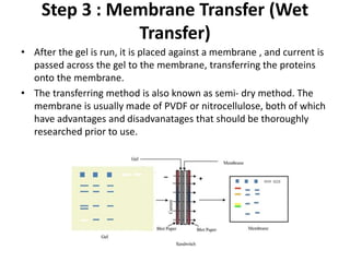 Western blotting pppt | PPTX