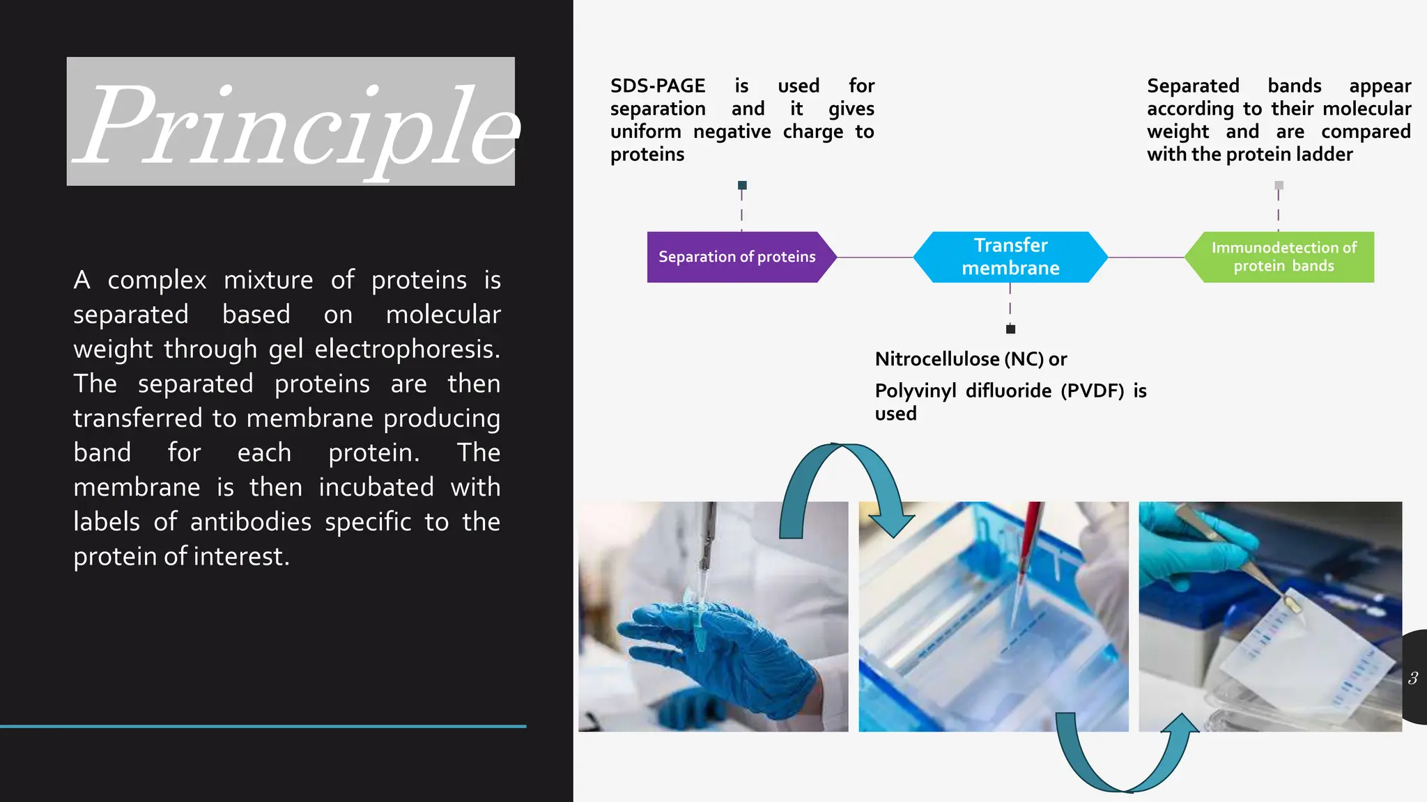 Western Blotting (Protein Separation technique) .pptx