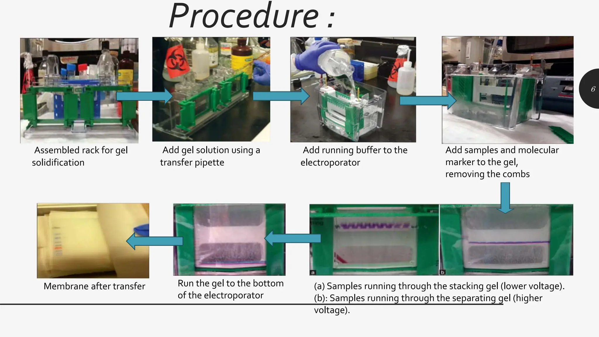 Western Blotting (Protein Separation technique) .pptx