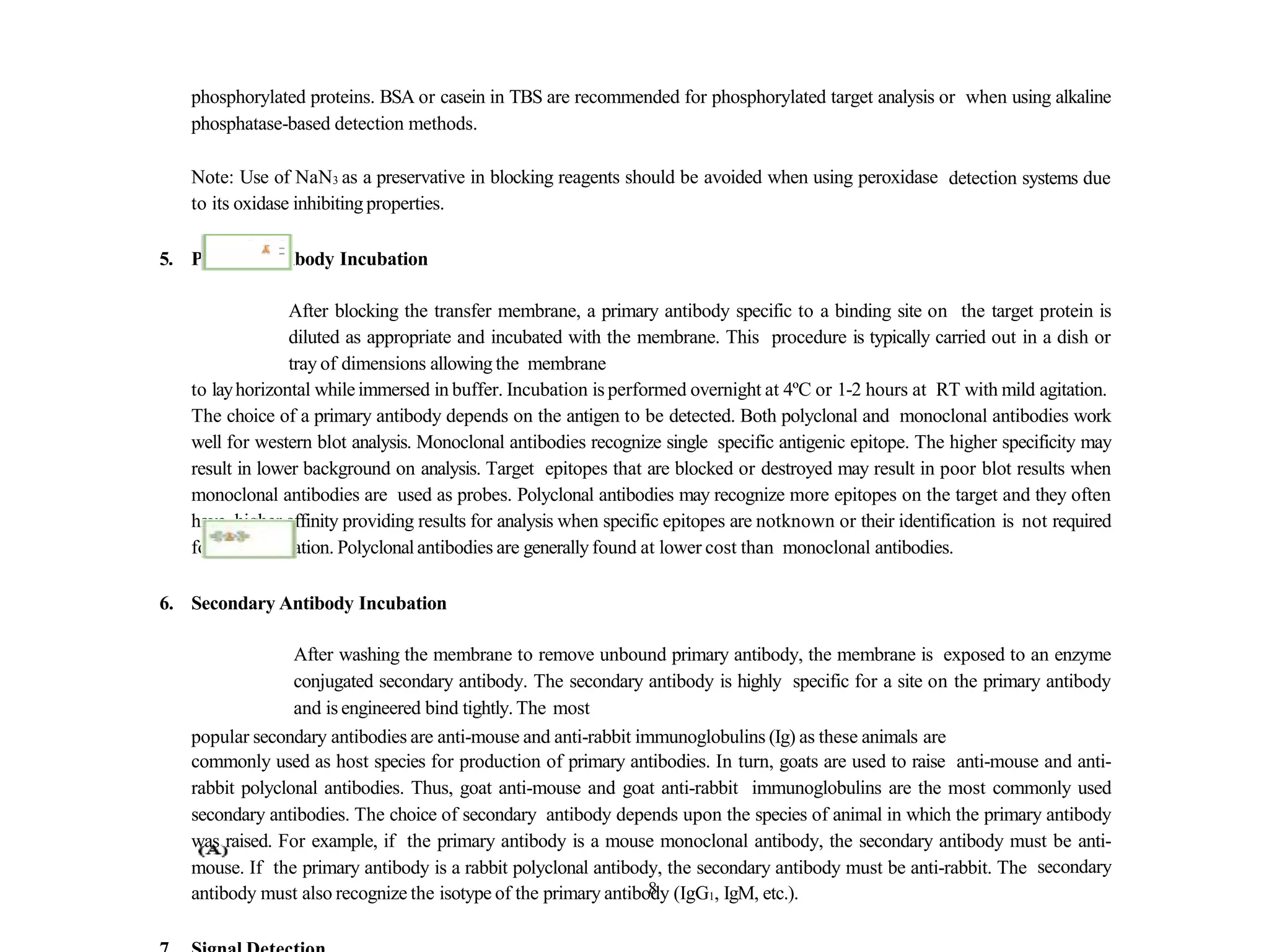 Western blotting principle | PPTX